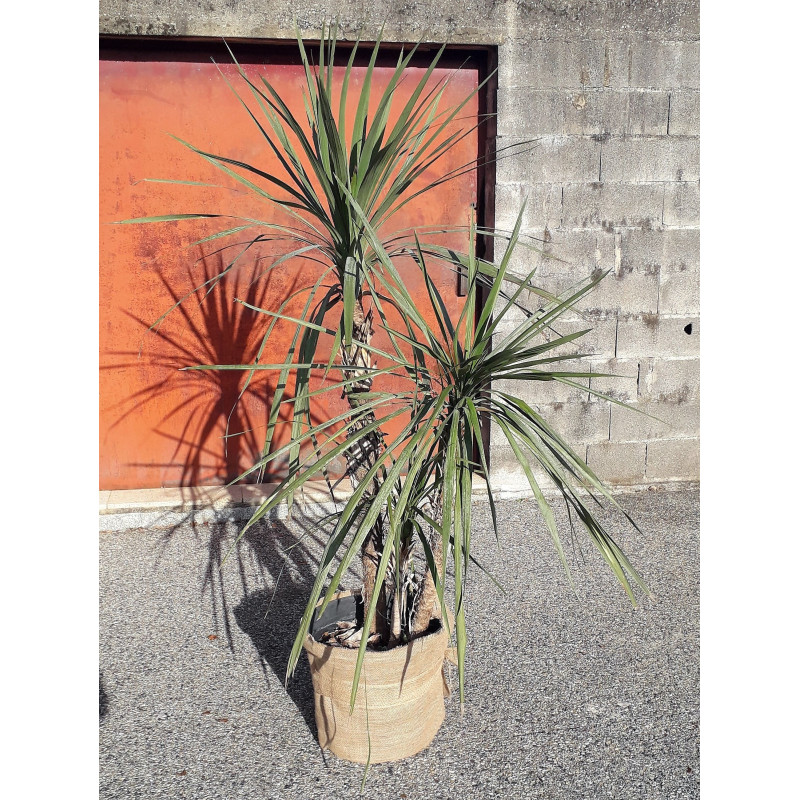 Location de décoration & plantes pour vos événements Professionnels
